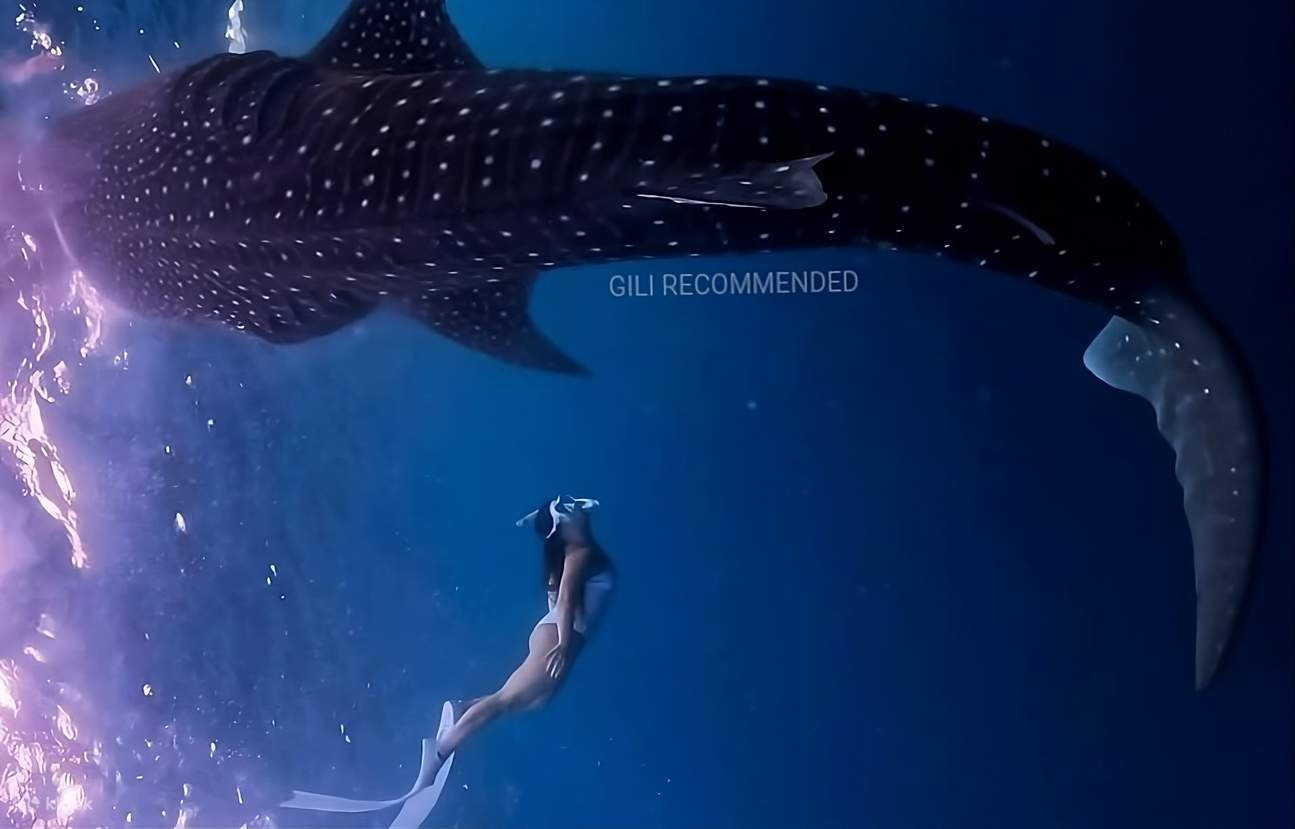 2D1N Sumbawa Whale Sharks Watching Sharing Tour From Lombok - Klook ...