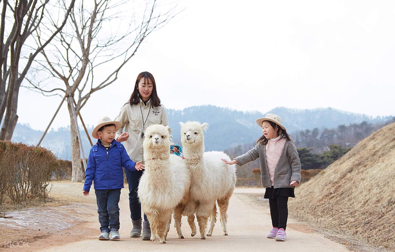 Alpaca World, Jade Garden, and Gubongsan Mountain Observatory Café ...