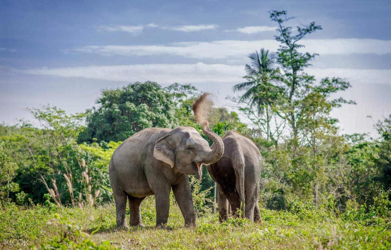 Phuket Elephant Sanctuary Experience