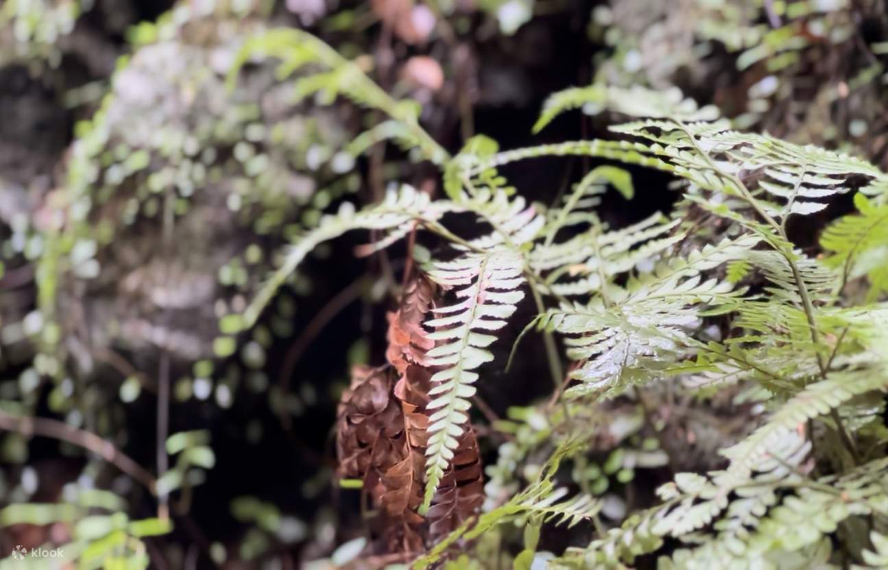 Jeju Healing UNESCO Small Group Day Tour - Klook India