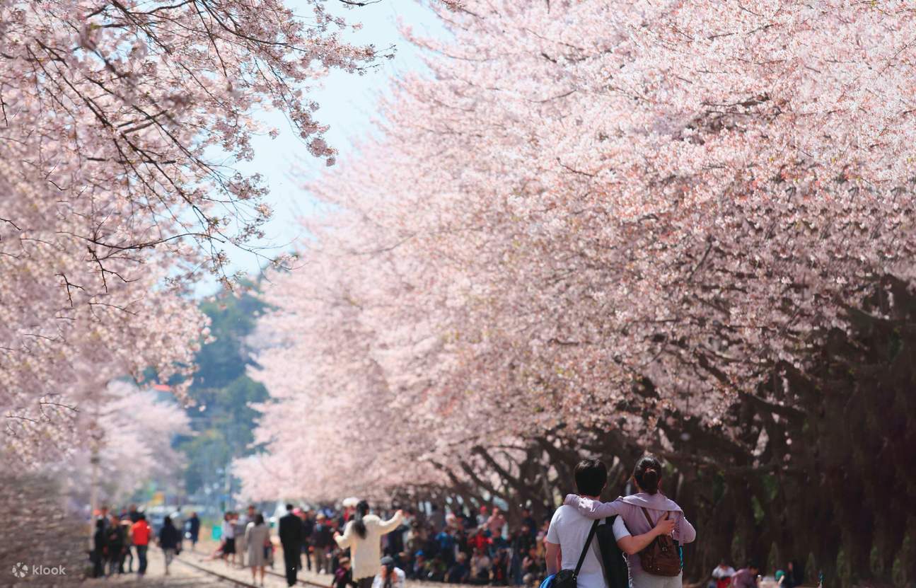 Jinhae Cherry Blossom Tour from Busan - Klook India
