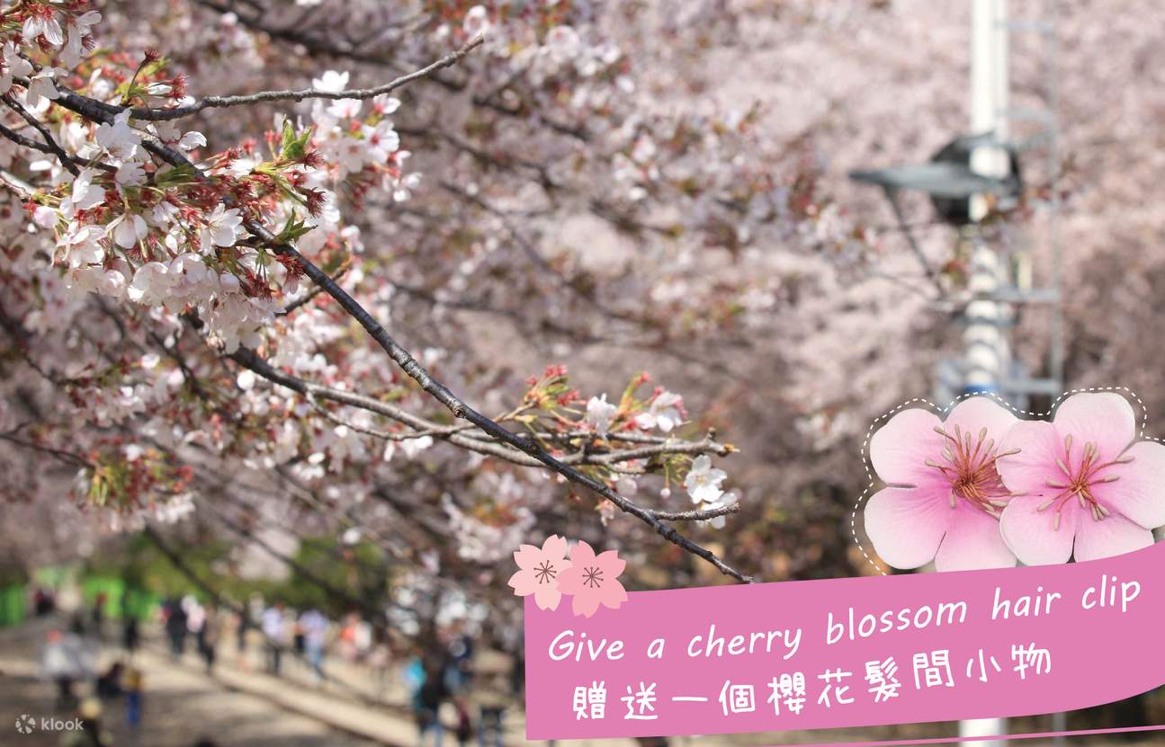 Jinhae Cherry Blossom Tour from Busan - Klook Estados Unidos
