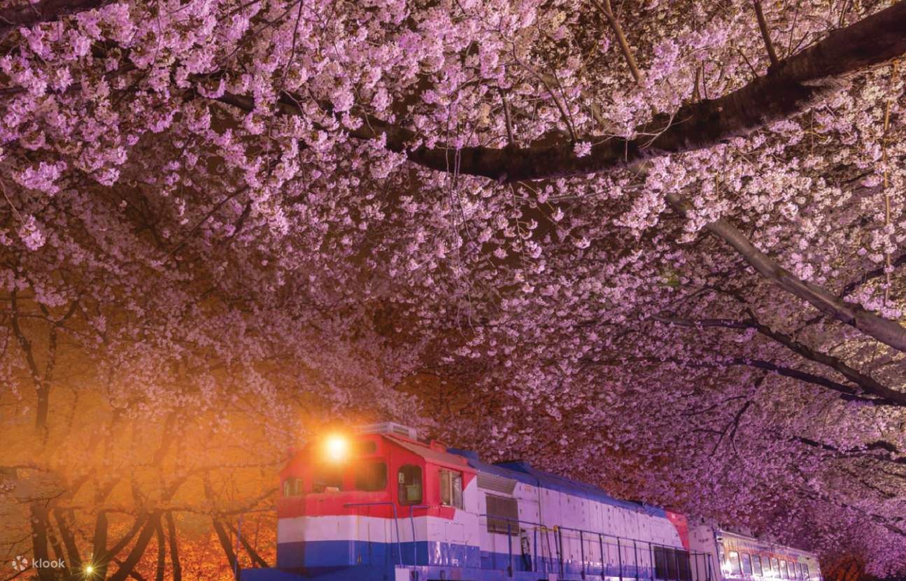 Jinhae Cherry Blossom Tour from Busan - Klook