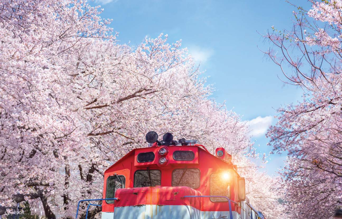 Jinhae Cherry Blossom Tour from Busan - Klook United States
