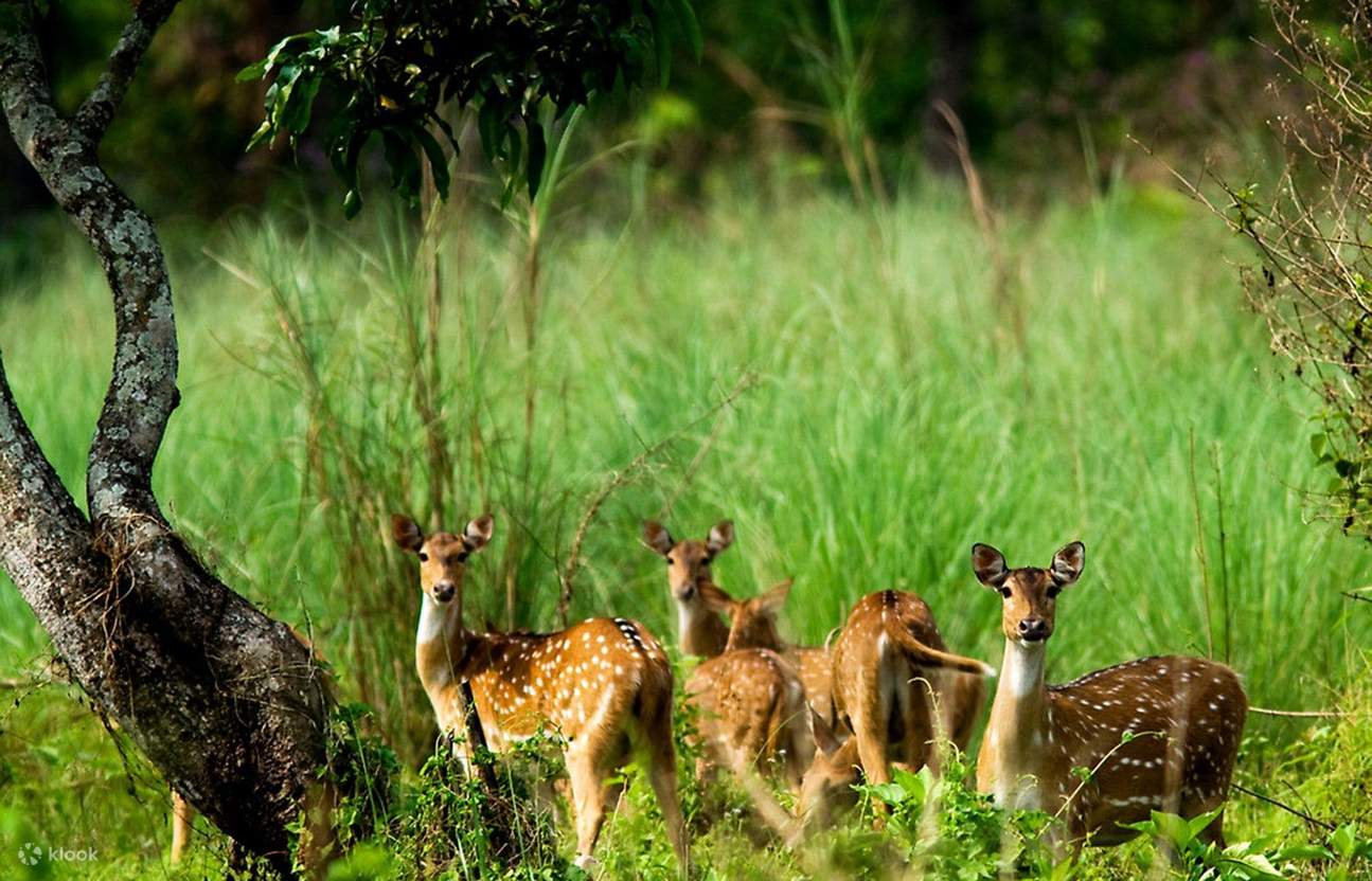 3 Days Exciting Jungle Safari Tour from Kathmandu/Pokhara - Klook India