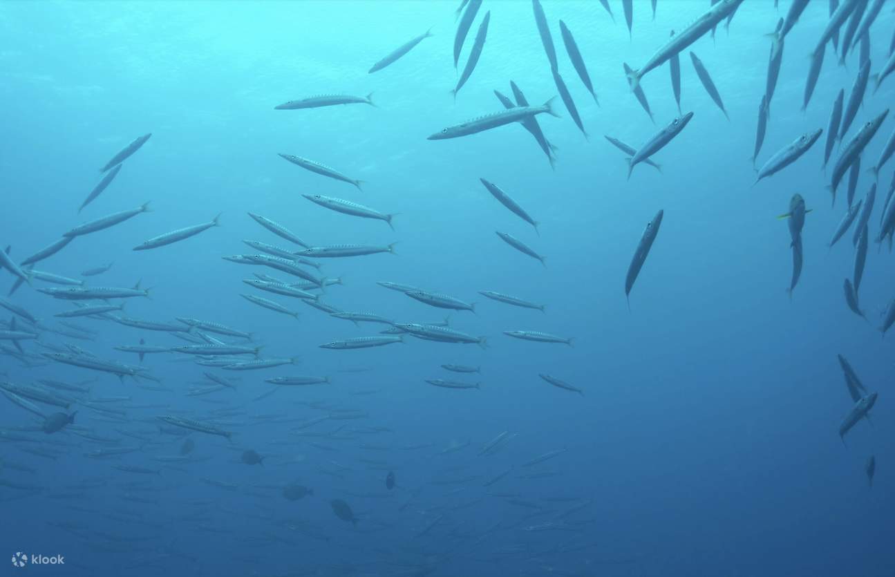 Explore Underwater Beauty: PADI Open Water Diver in Okinawa with PADI 5 ...