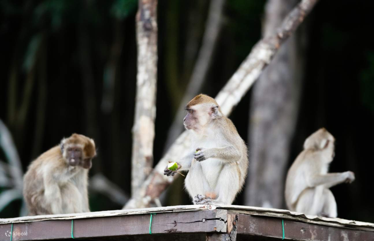 Brighton Bay Sunset & Fireflies Cruise – Scenic Evening Nature Tour in ...