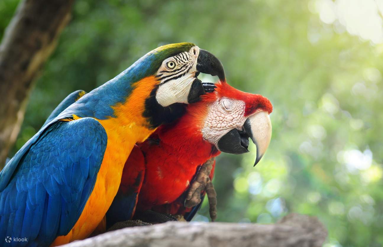Immerse Yourself in Nature: 6-Day Tambopata Macaw Clay Lick Adventure ...