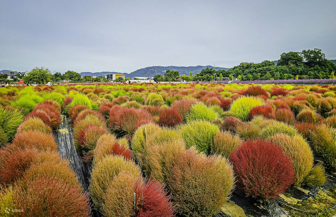 Eden Cherry Blossom & Nami Island & Alpaca World & Rail Bike Tour - Klook