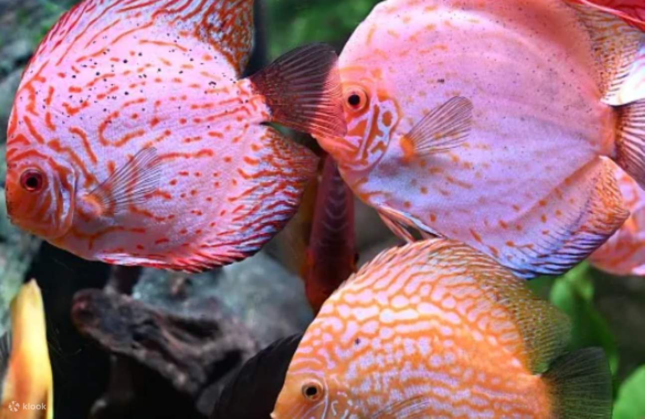 Shanghai Luxury One-Day Tour (All Tickets Included + Oriental Pearl ...