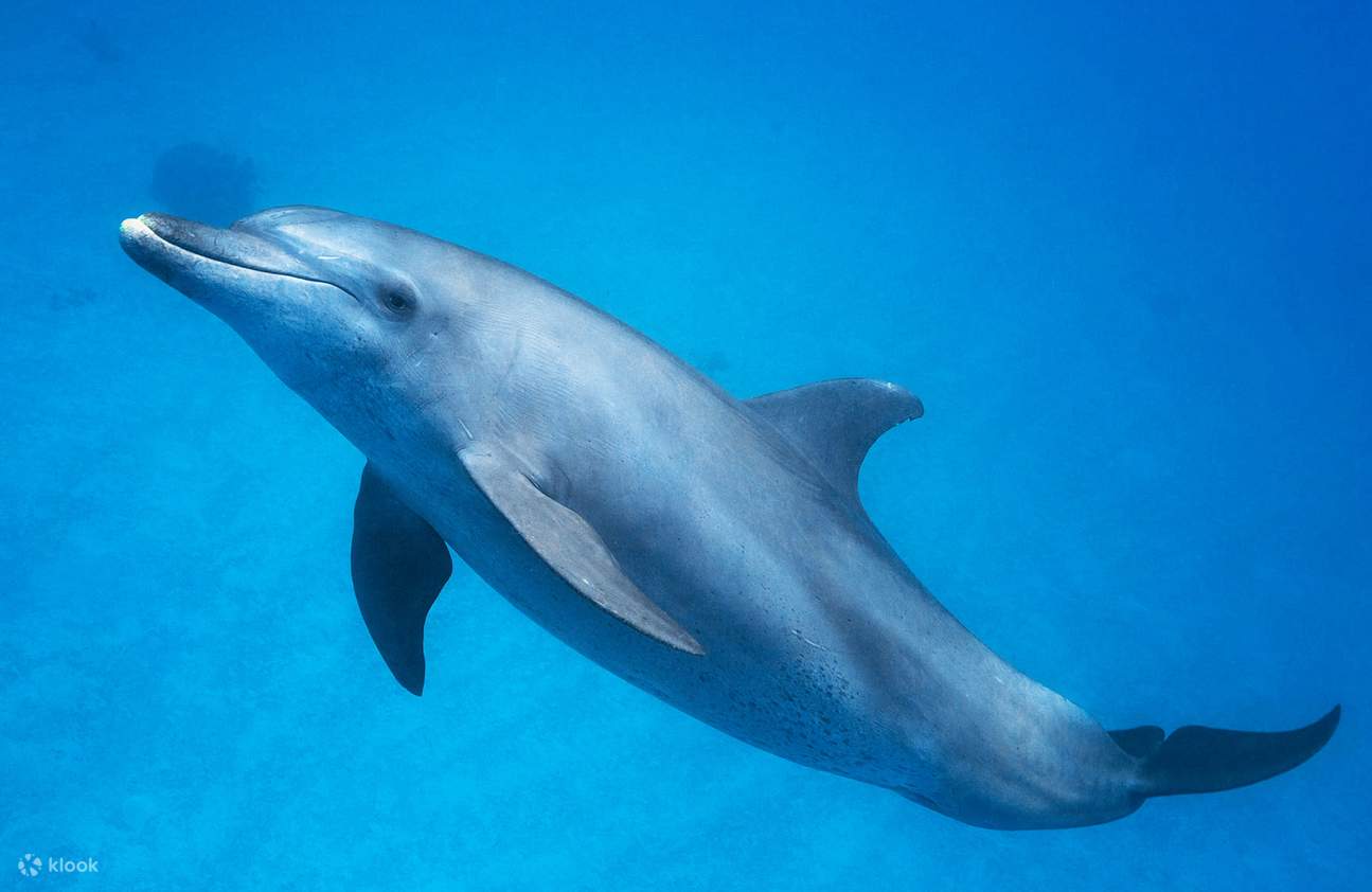 Dolphin House Reef Snorkeling Sea Trip With Transfer - Marsa Alam ...