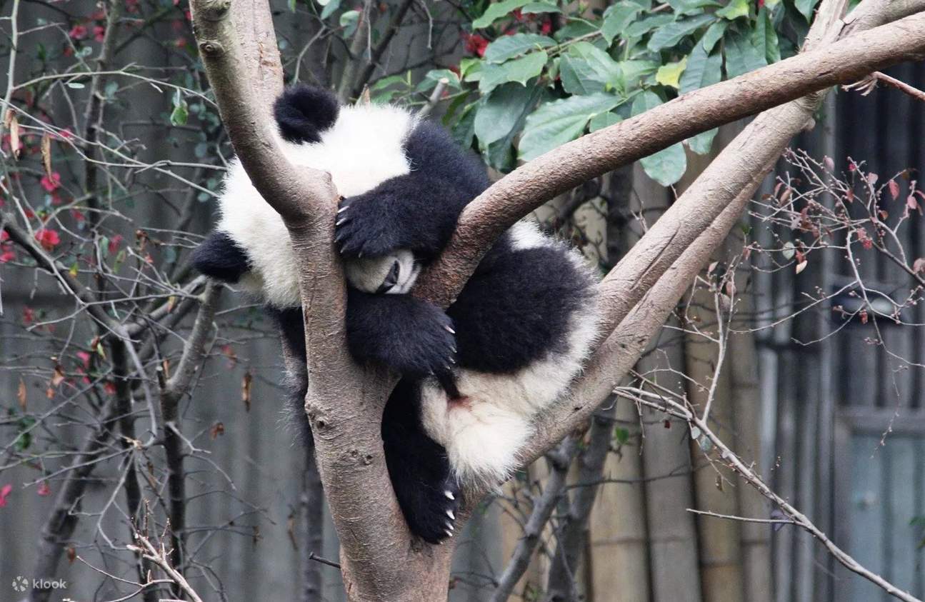 Professional tour guide at Chengdu Panda Base (optional group tour ...