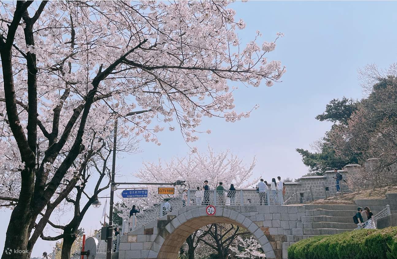 Cherry Blossoms Instagram Private Attractions Day Tour from Seoul ...