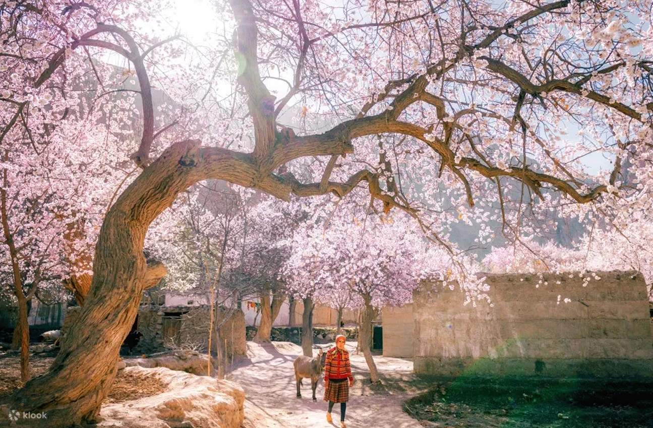 7-Day Tour of Apricot Blossoms on the Pamir Plateau in Kashgar ...