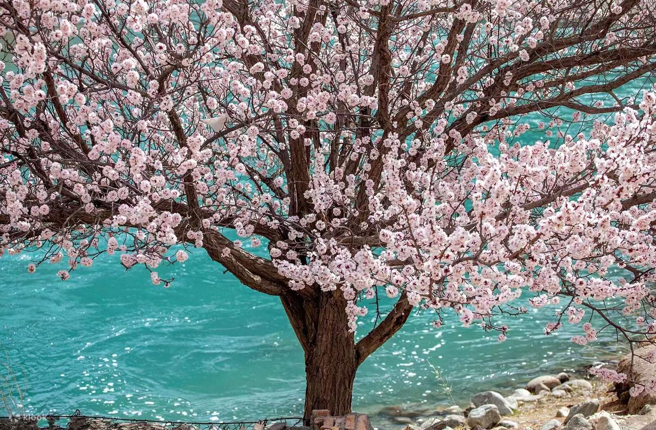 7-Day Tour of Apricot Blossoms on the Pamir Plateau in Kashgar ...