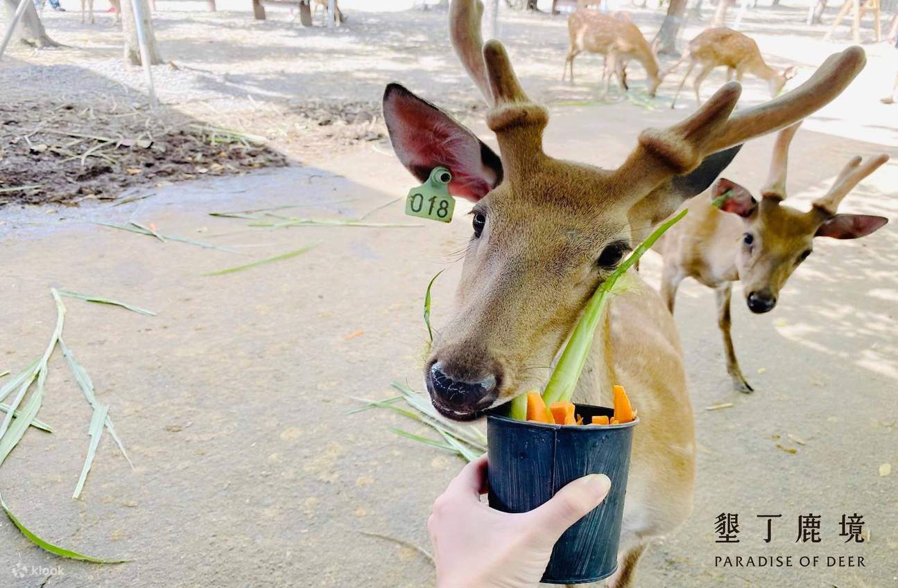 Paradise of Deer Ticket in Kenting - Klook