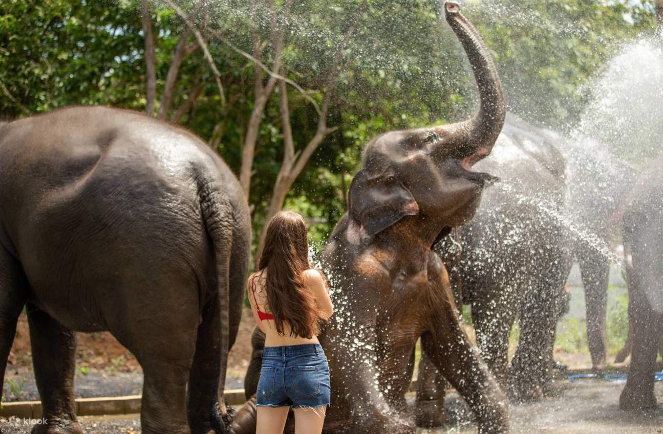 1 Day Join In Elephant Care Camp in Phuket - Klook