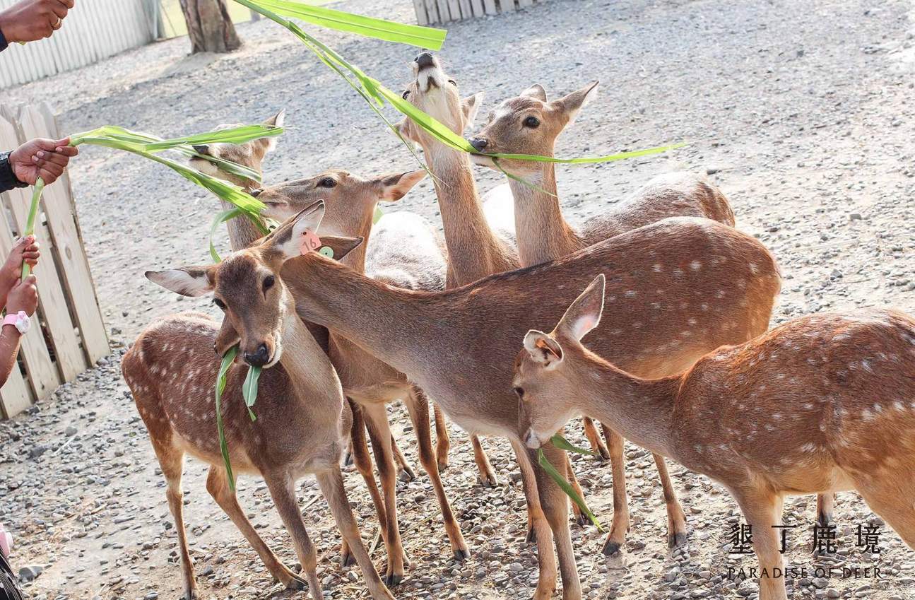 Paradise of Deer Ticket in Kenting - Klook