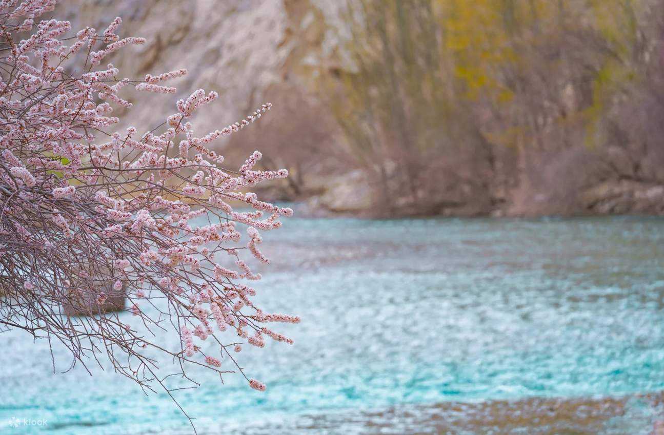 7-Day Tour of Apricot Blossoms on the Pamir Plateau in Kashgar ...