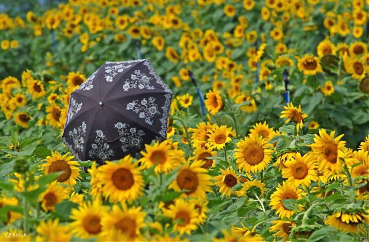 Tur Taman Teratai dan Lapangan Bunga Matahari - Klook Indonesia