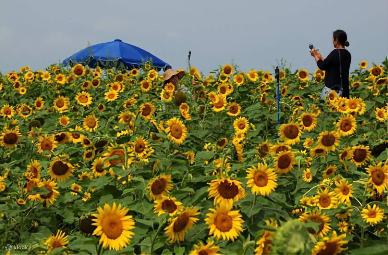 Tur Taman Teratai dan Lapangan Bunga Matahari - Klook Indonesia