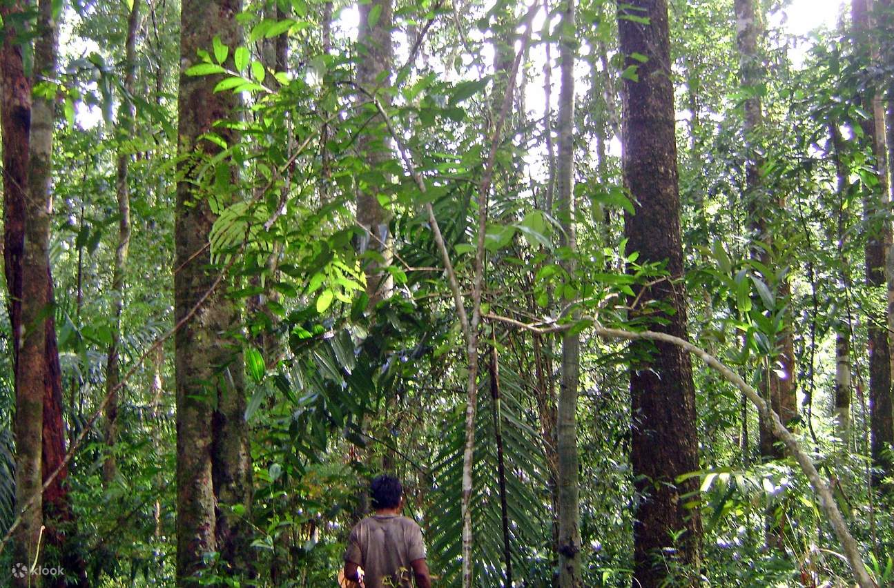 Rainforest Walk and Tree Top Adventure in Coorg, India - Klook The Bahamas
