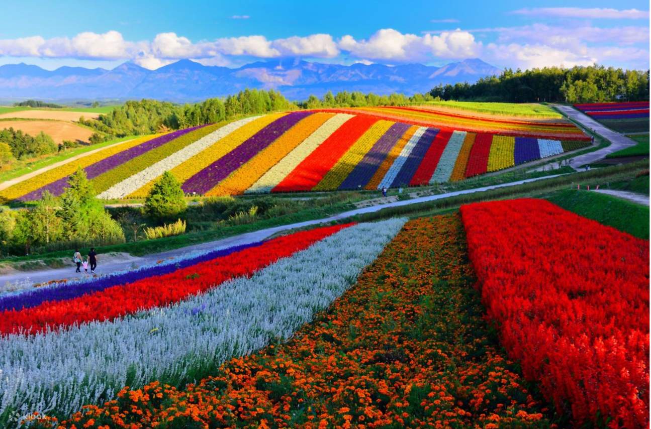 One-day tour in Furano, Hokkaido, Japan | Farm Tomita + Four Seasons ...