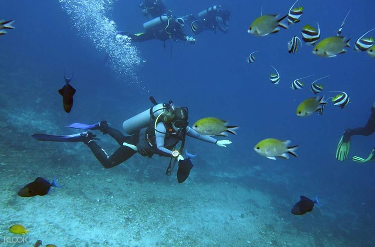 Menjangan Island Diving Experience by Dune Atlantis Bali, Indonesia ...