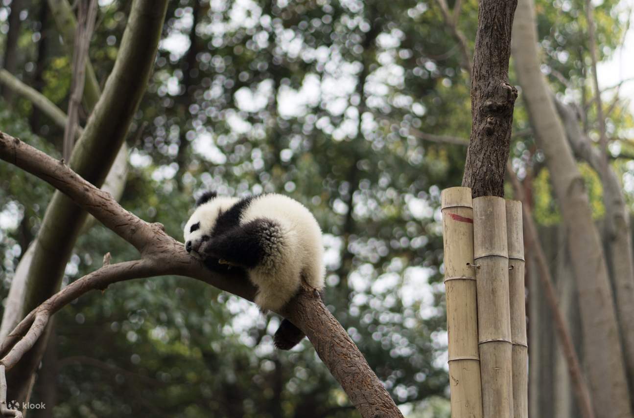Chengdu Panda Base Guided Tour, Companion Tour, and Half-Day Panda ...