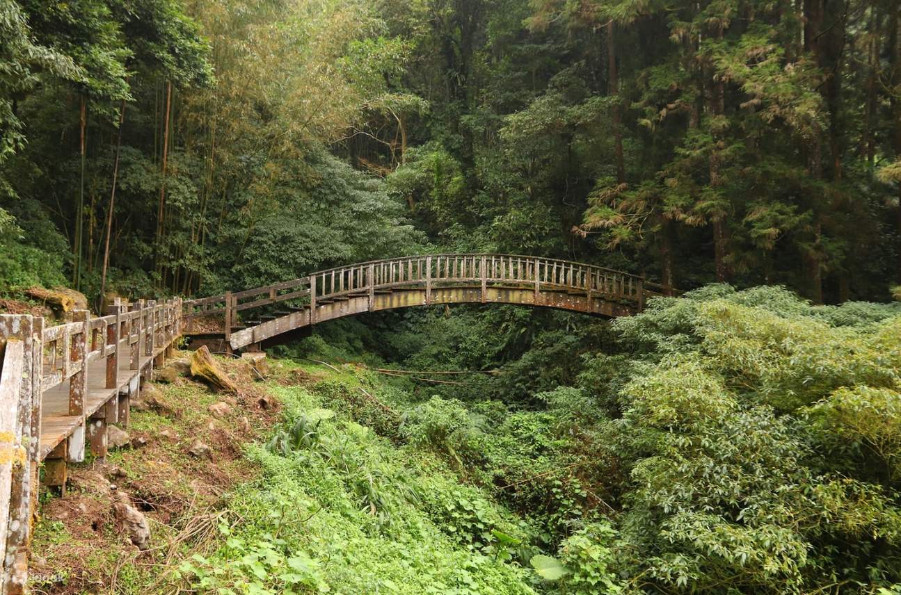 Alishan, Chiayi | 2-Day, 1-Night | Sunrise Forest Healing Trip ...