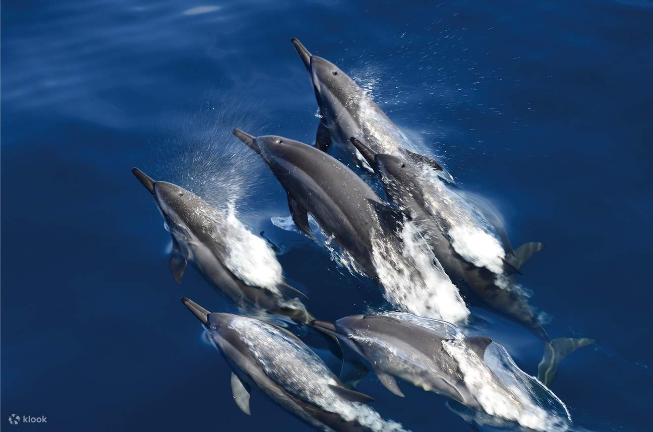 Hualien: Whale World Whale Watching Eco-Tour - Klook Australia