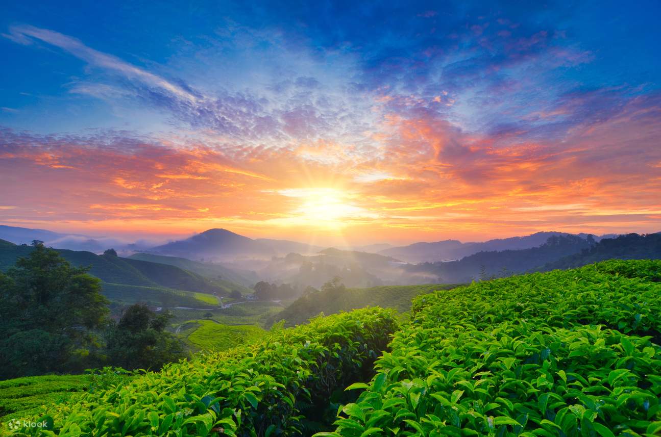 Cameron Highlands Tour with Tea Plantation Visit (Private) - Klook