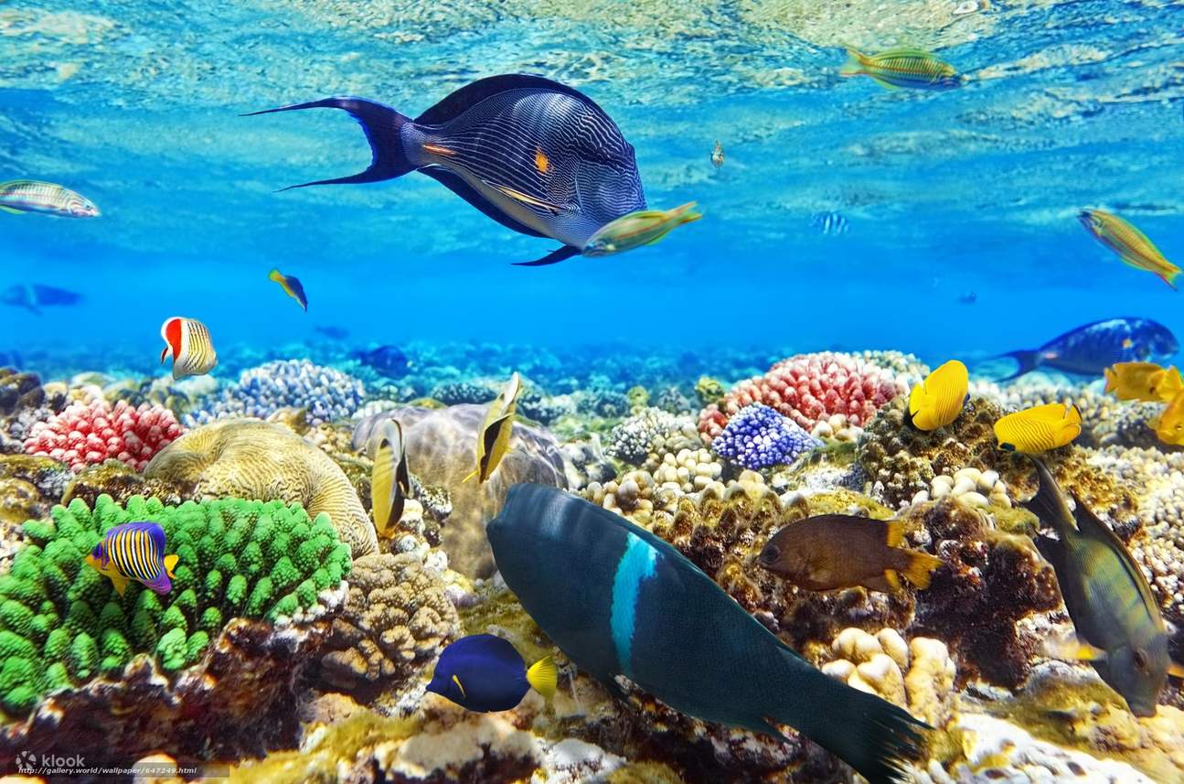 Discover Mahmya Island-A Tropical Paradise in Hurghada - Klook