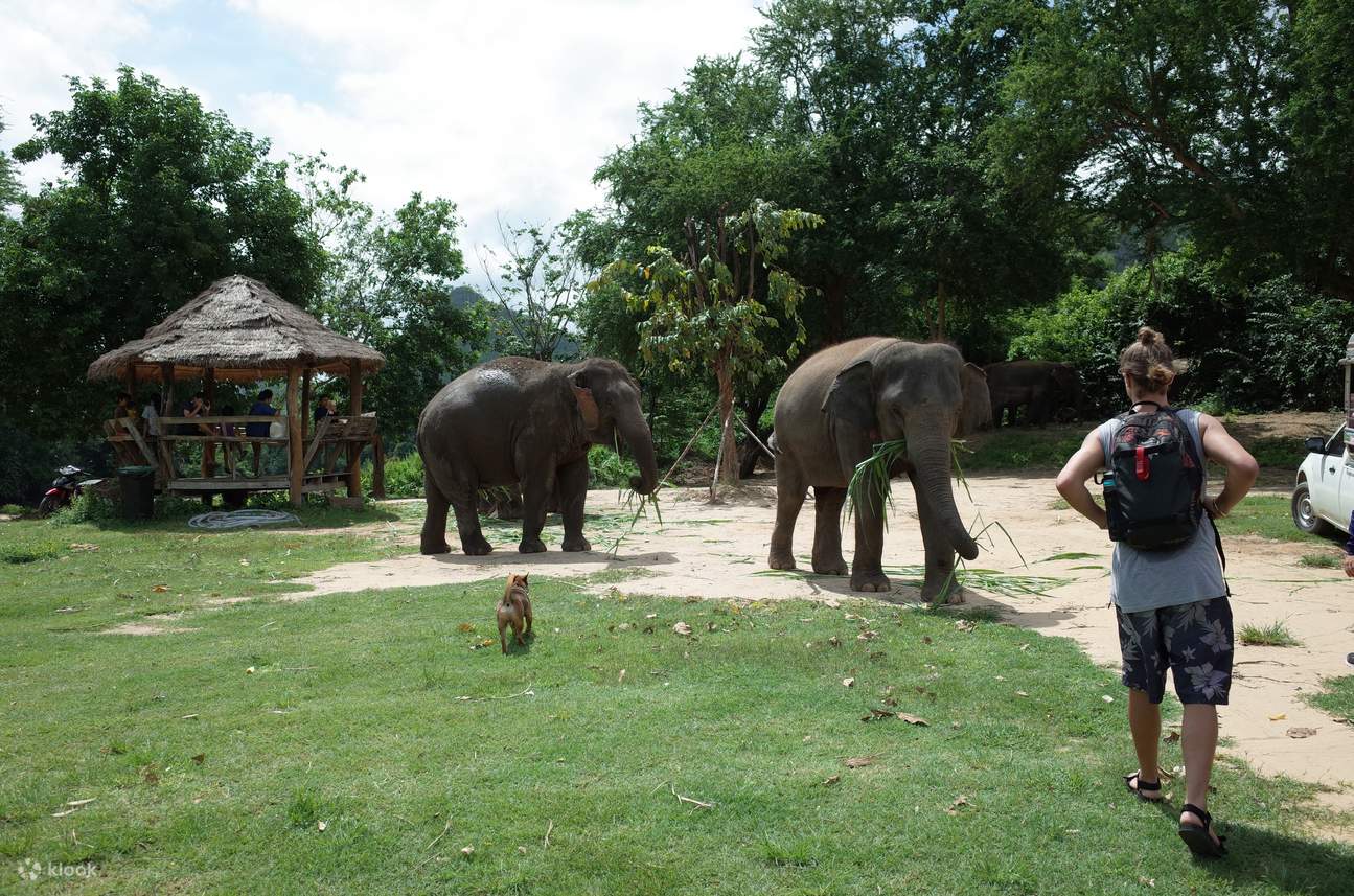 Kanchanaburi Elephant World Private Tour From Bangkok - Klook