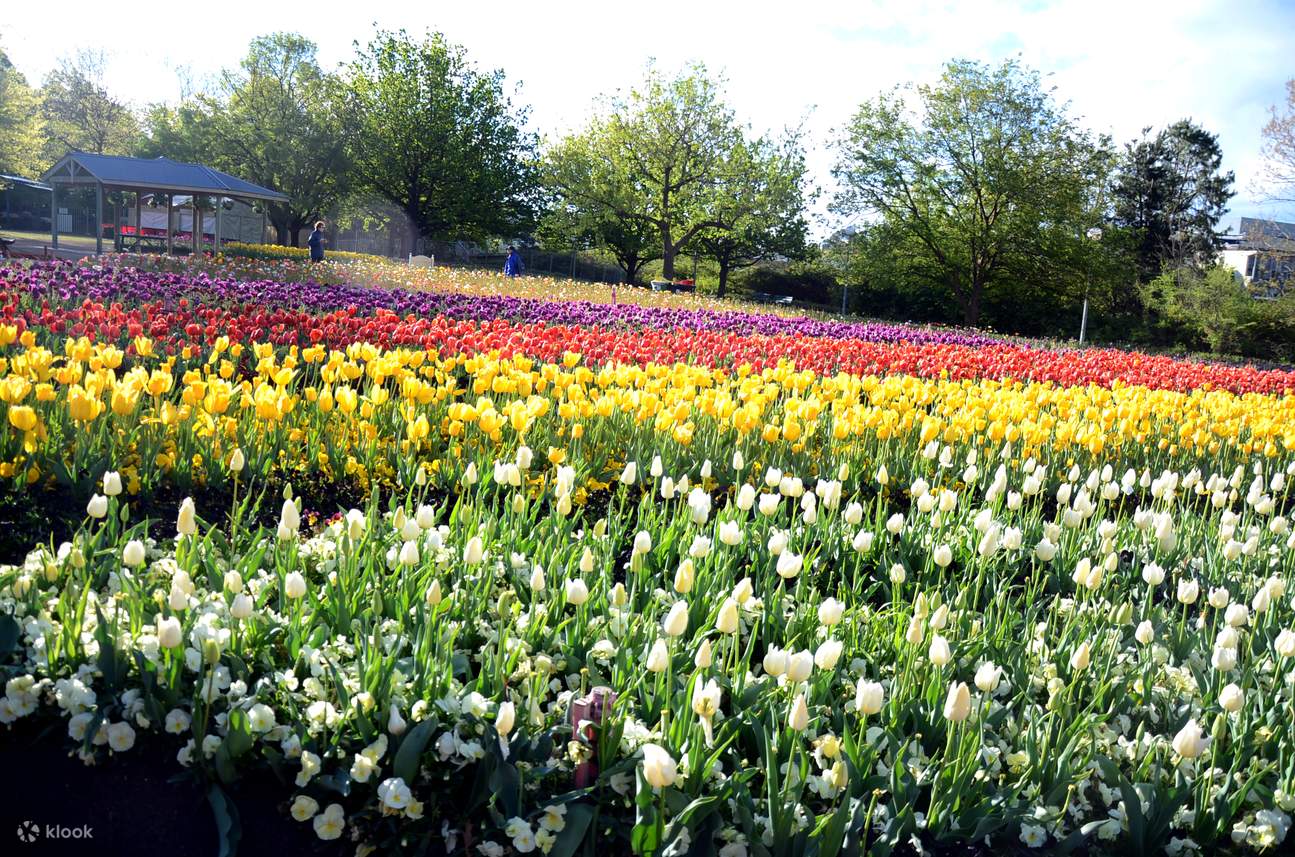 Canberra Floriade Flower Festival Day Tour from Sydney - Klook