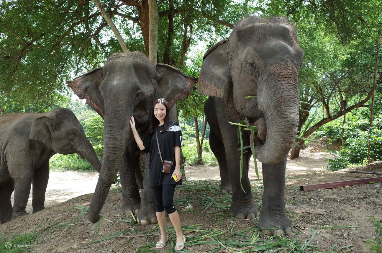 Kanchanaburi Elephant World Private Tour From Bangkok - Klook