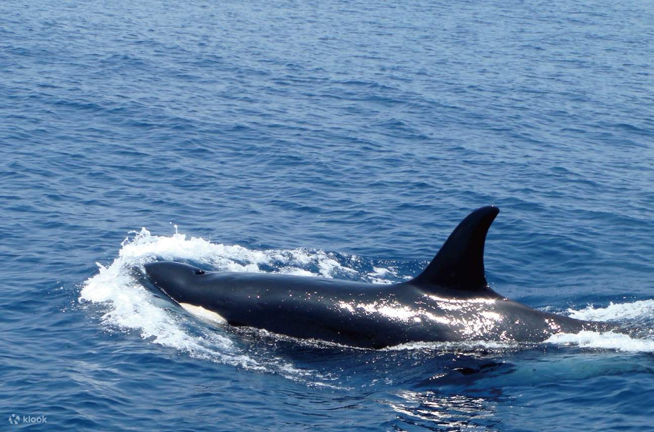 Hualien: Whale World Whale Watching Eco-Tour - Klook Australia