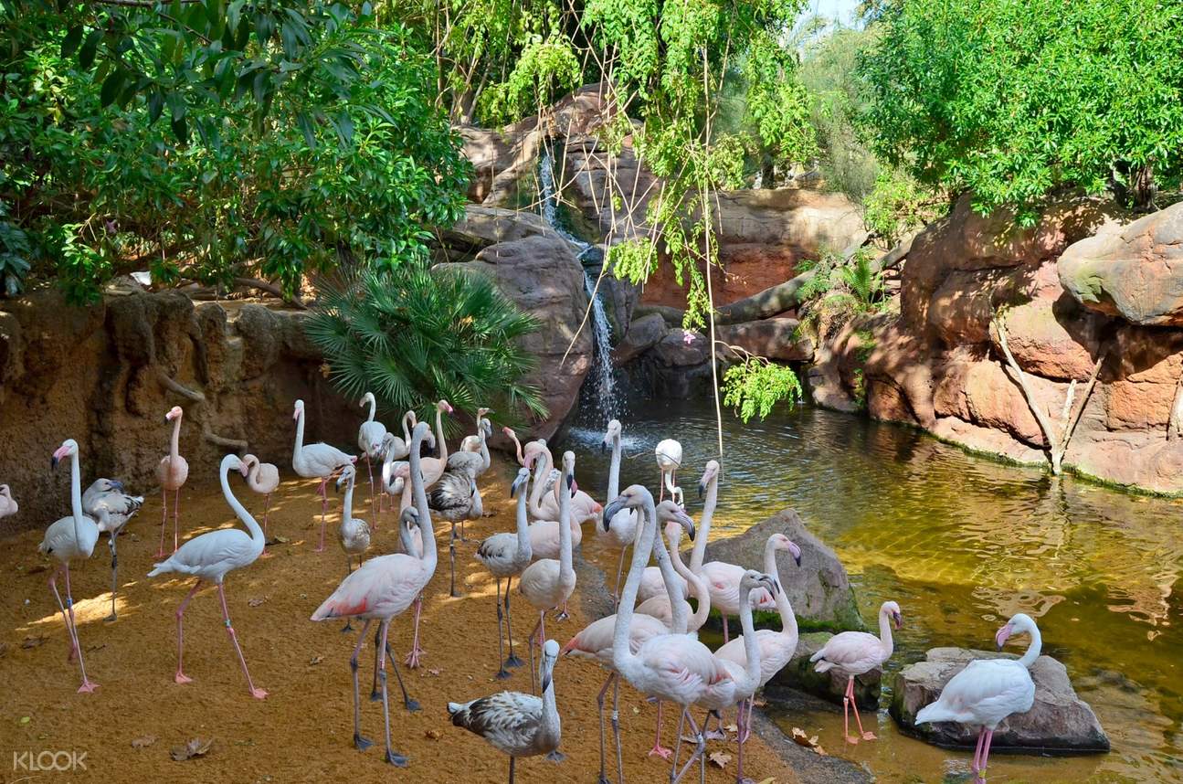 Bioparc Fuengirola Ticket in Málaga - Klook UK
