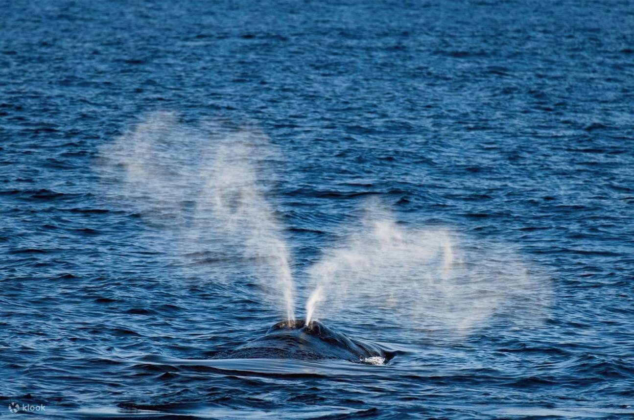 Hualien: Whale World Whale Watching Eco-Tour - Klook Australia