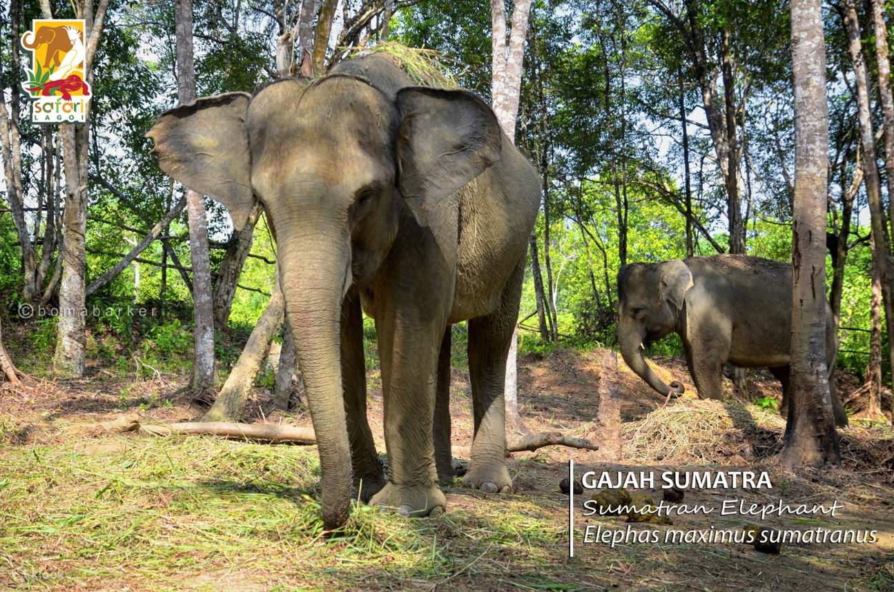 Tiket Safari Lagoi and Ecofarm in Bintan - Klook Indonesia