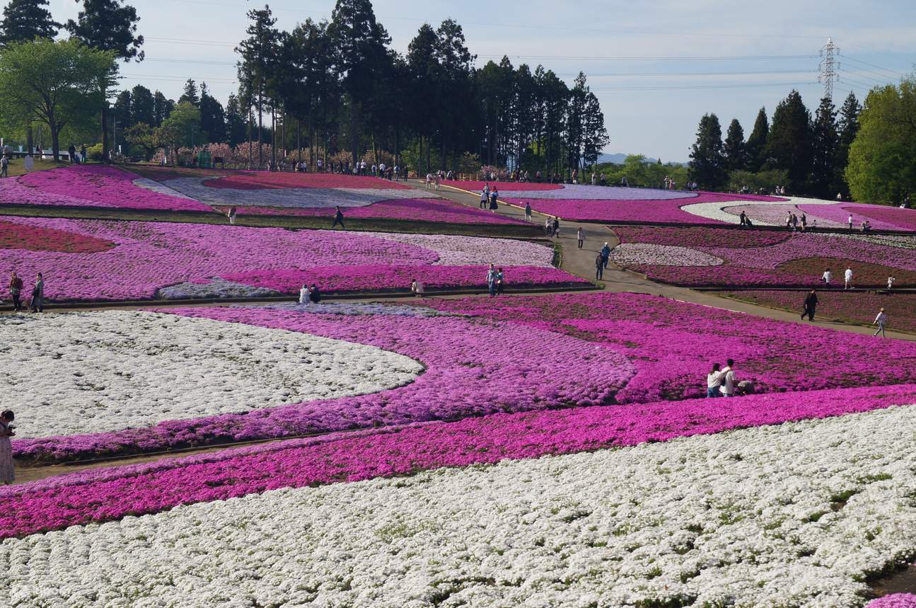 Chichibu Shibazakura Festival & Nagatoro Cherry Blossoms Festival - Klook United Kingdom