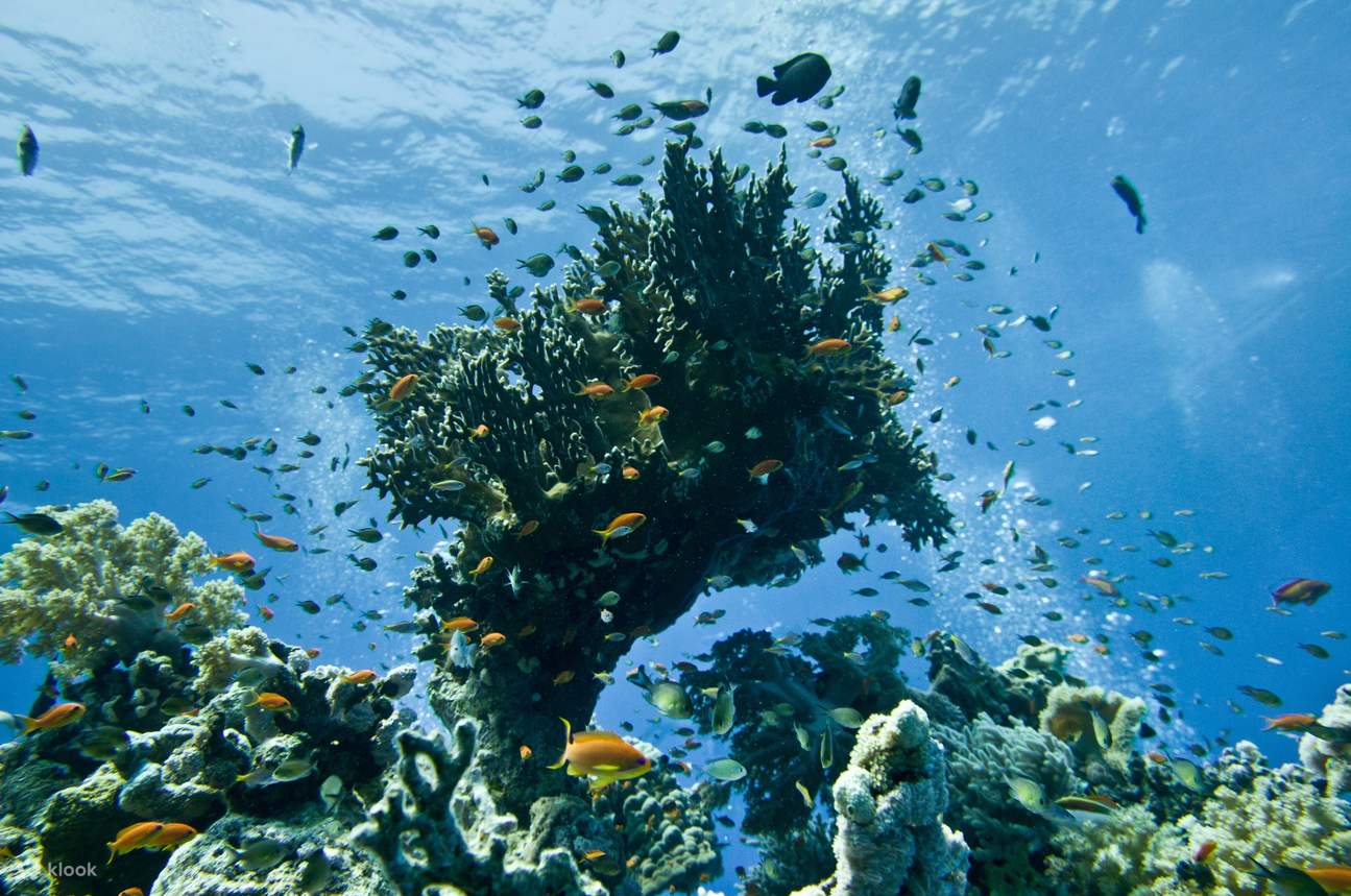 Explore the Red Sea: Snorkeling Day Tour in Hurghada with Lunch and ...