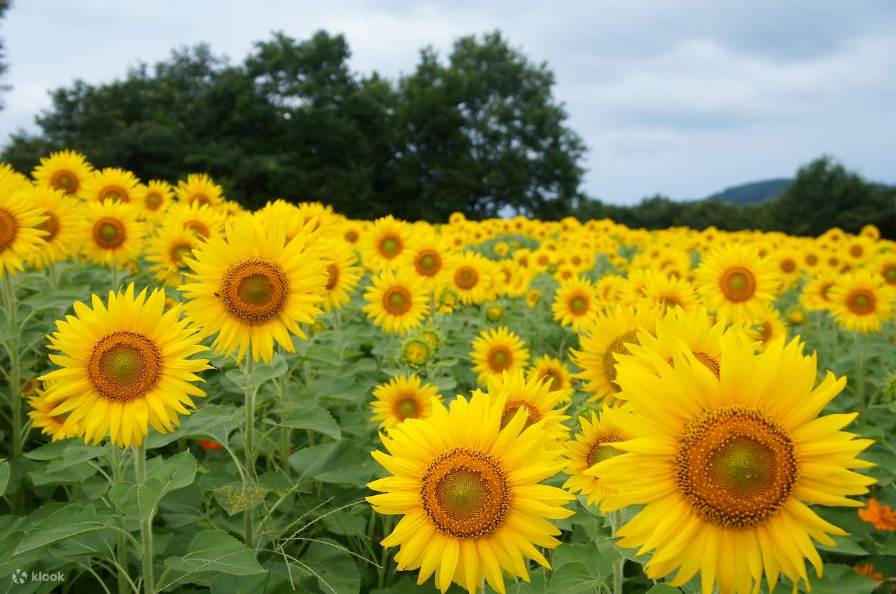 Sama seperti Italia! Kirakirasaka + Taman Hutan Okayama Hutan Jerman ...
