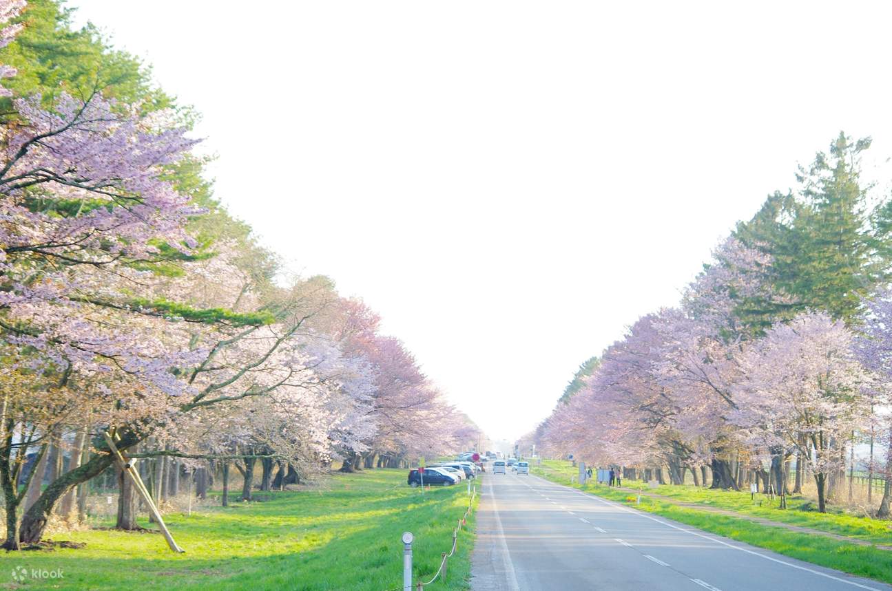 Sapporo and Shizunai Join In One Day Bus Tour with Sakura - Klook Australia