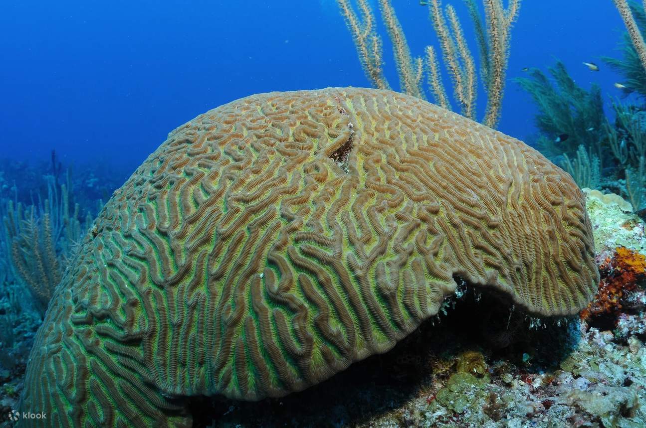 Half-Day Dive Trip in Yucatan Peninsula with PADI 5 Star Dive Center ...