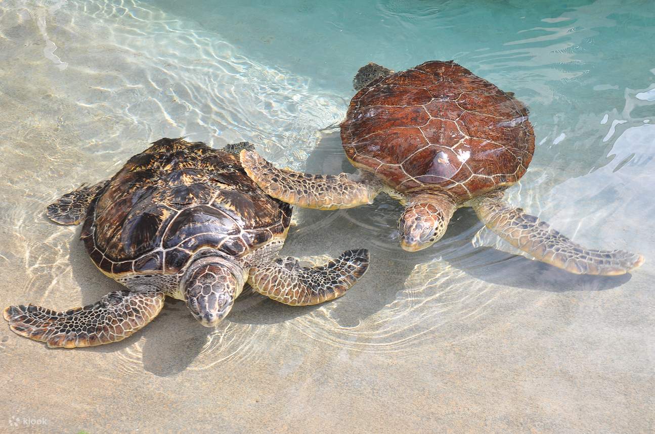 新江之島水族館門票 Klook 客路