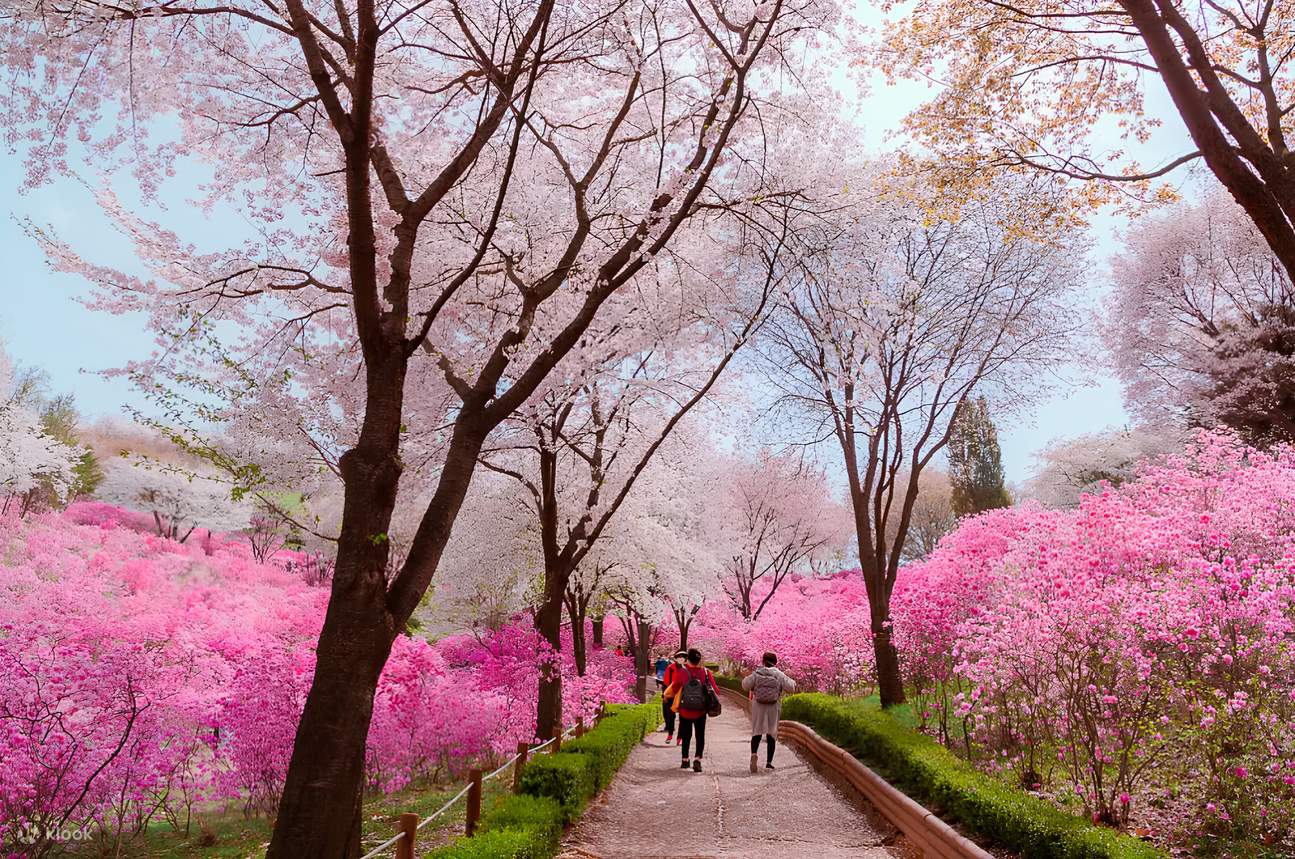 Spring Flower Tour: Cherry Blossoms & Azaleas in Bucheon From Seoul ...