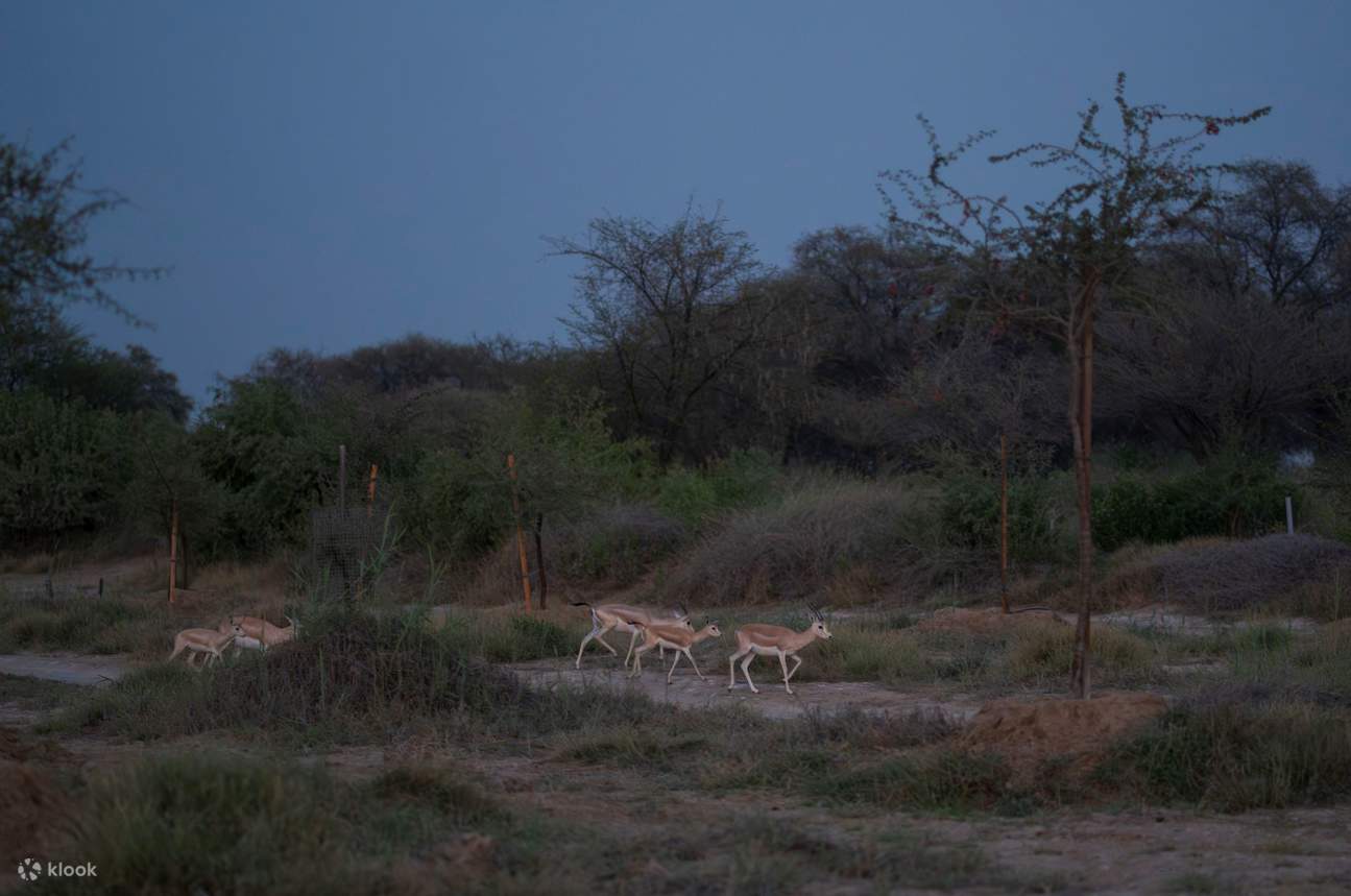 Dubai: Safari Gurun Malam Premium dengan Naik Unta & Mengamati Bintang ...