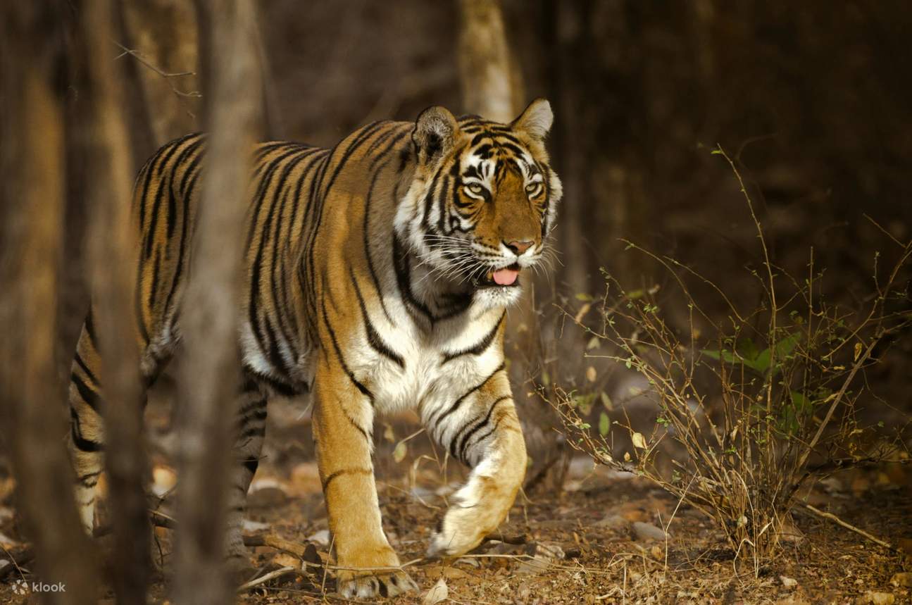3-Days Ranthambore National Park Tiger Safari from Delhi - Klook United ...