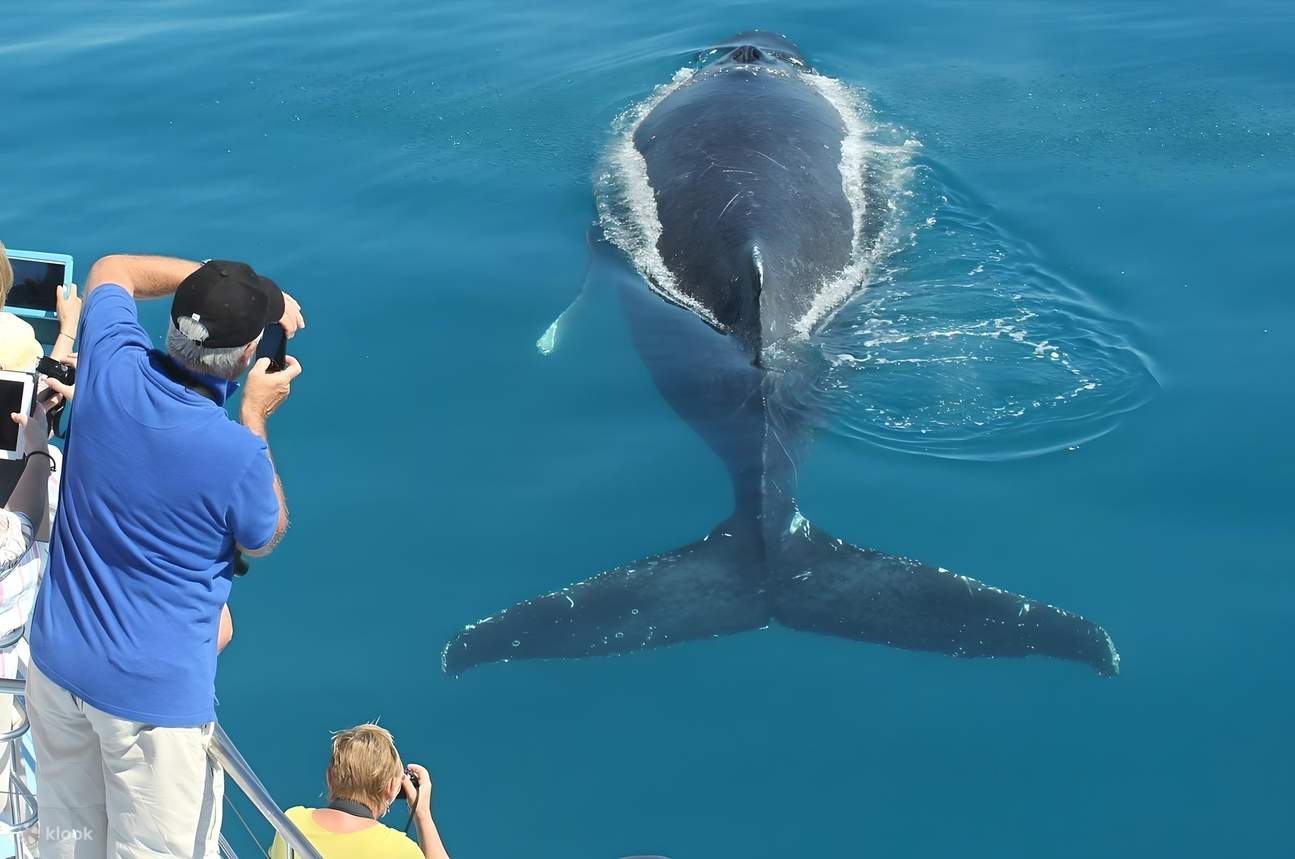 Freedom Premium Full Day Whale Watching Experience in Hervey Bay ...